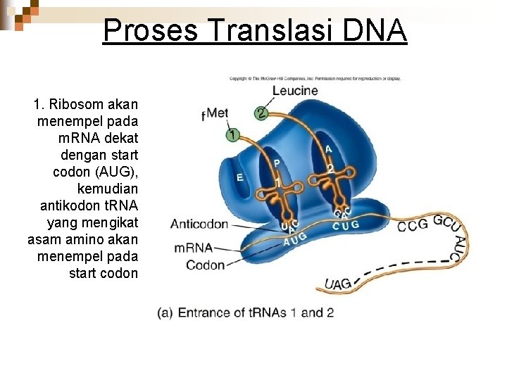 RNA STRUCTURE ARNI AMIR Pendahuluan Ribonucleic acid RNA