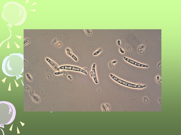 Xanthomonas vesicatoriae Pseudomonas syringae pv tomato Colletotrichum ...