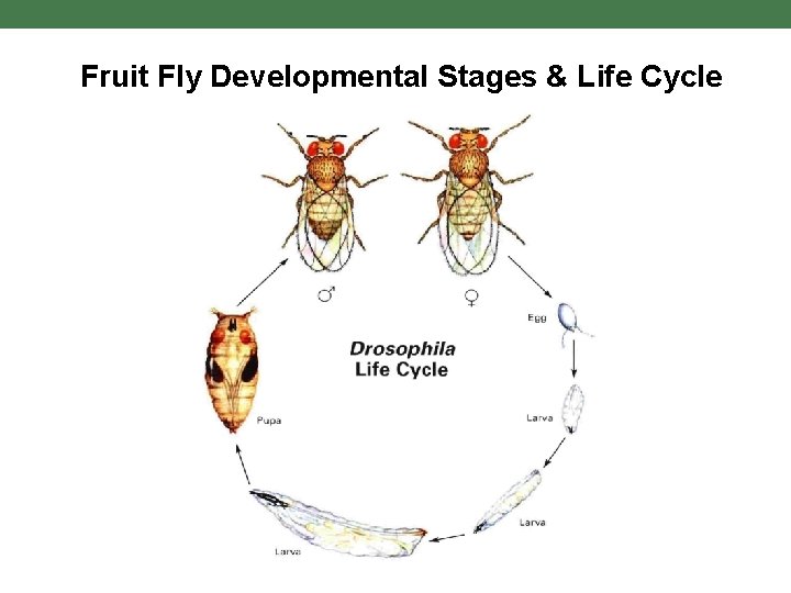 Biology 484 Ethology Chapter 3 The Development of