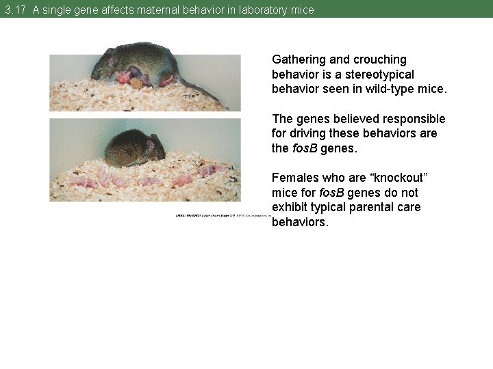 Biology 484 Ethology Chapter 3 The Development of