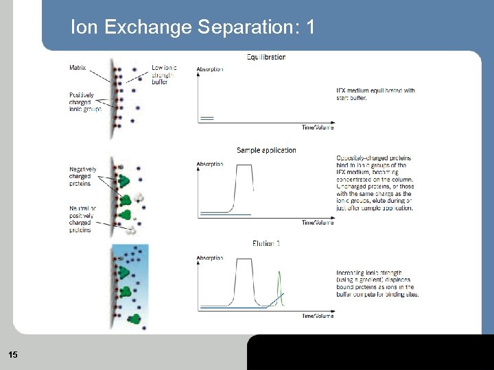 Chromatography Basics 1 Theoretical Number of ProteinsPeptides There