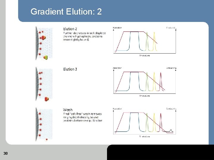 Chromatography Basics 1 Theoretical Number of ProteinsPeptides There