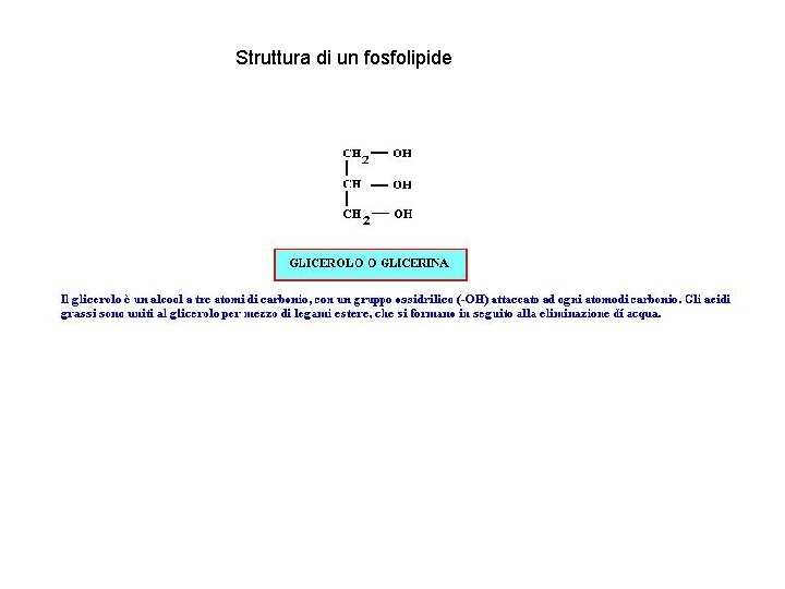 La membrana plasmatica 4 lezione struttura Tutte le