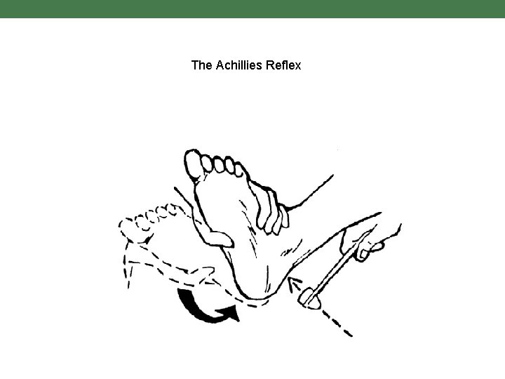 Biology 484 Ethology Chapter 4 b Neural Mechanisms