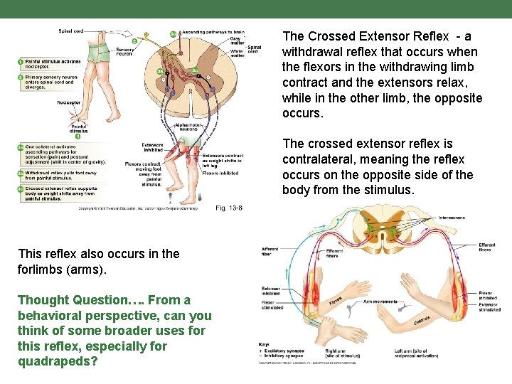 Biology 484 Ethology Chapter 4 b Neural Mechanisms