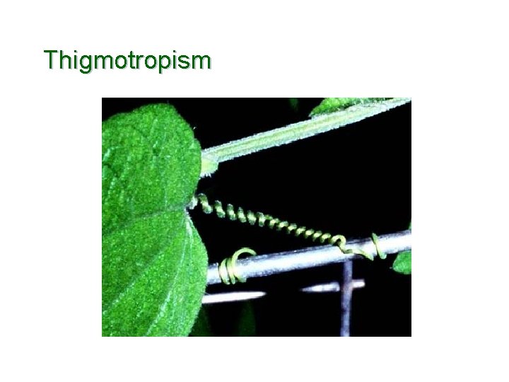 Tropic responses Directional movements by growth in response
