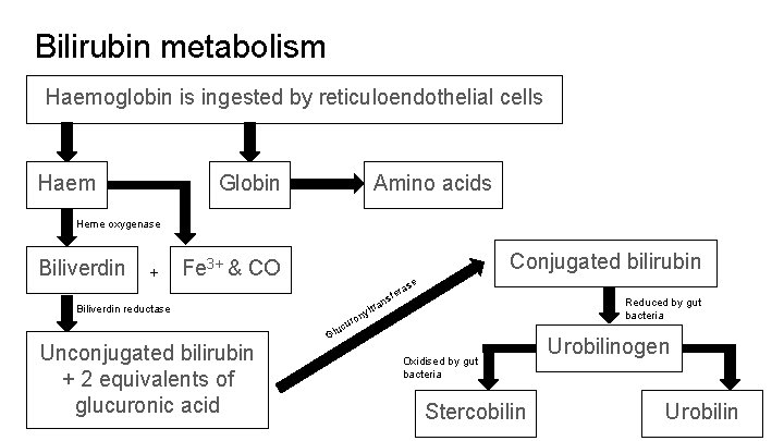 Gallbladder anatomy Bilirubin metabolism Haemoglobin is ingested by