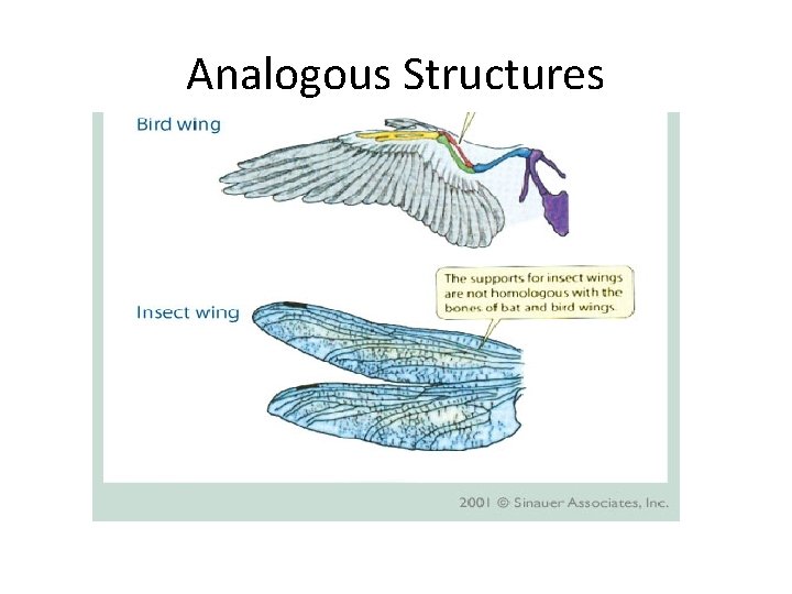AP BIOLOGY Phylogeny Geologic Time Phylogeny of the