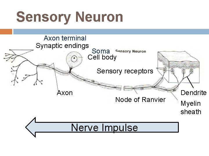 WarmUp Draw a motor neuron and label its