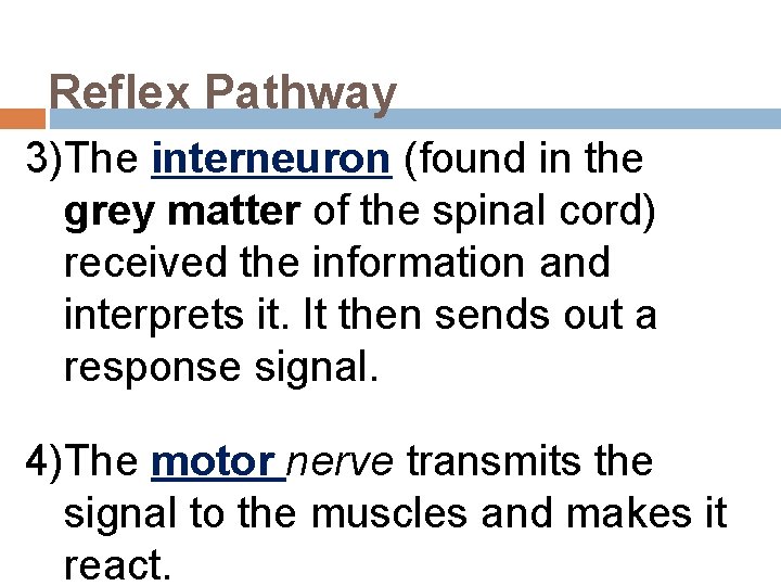 WarmUp Draw a motor neuron and label its