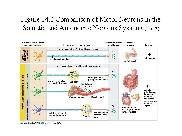 The ANS and Visceral Sensory Neurons Figure 15