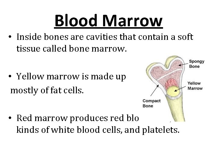 The Muscular System The Skeletal System Skin CRCT