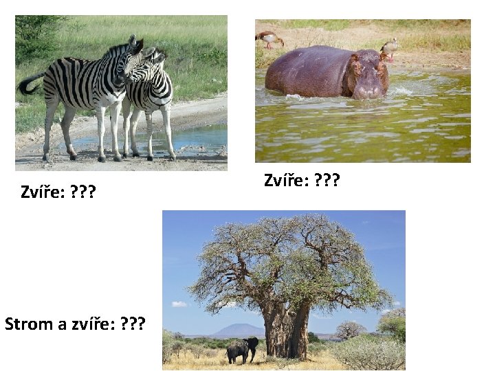 Savana Savana je prodn krajina kterou mete najt