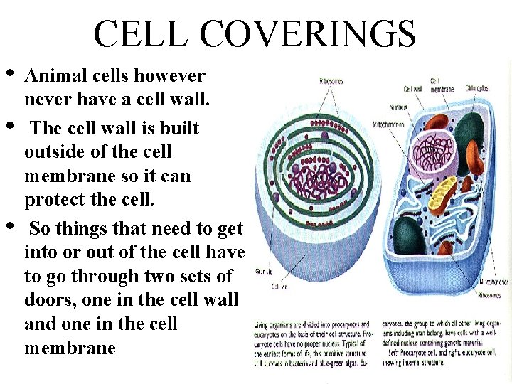 Histology Lectures Dr Qasim ElDwairi MBBS BangaloreIndia Ph