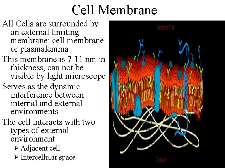 Histology Lectures Dr Qasim ElDwairi MBBS BangaloreIndia Ph