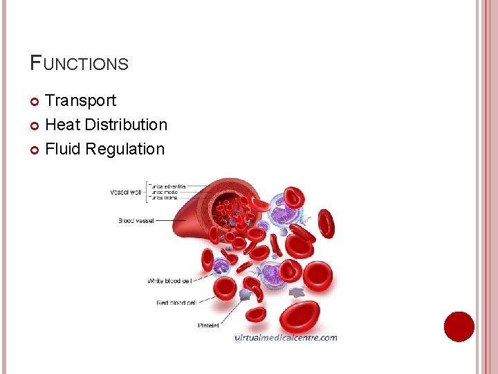 BLOOD Chapter 12 FUNCTIONS Transport Heat Distribution Fluid