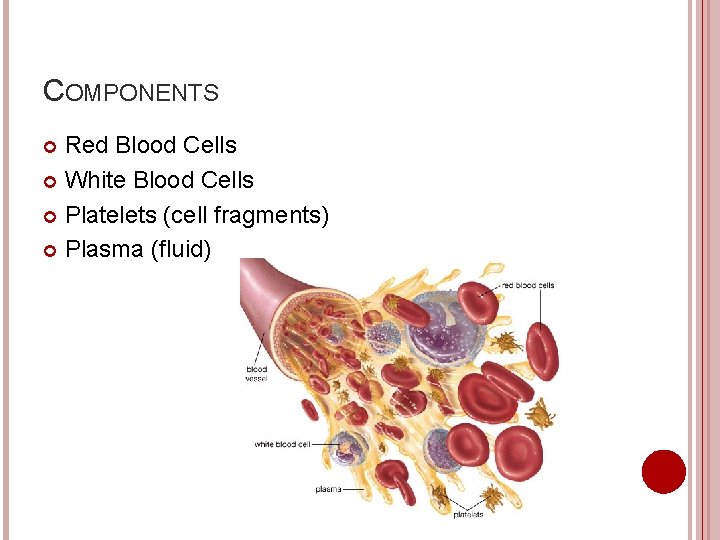 BLOOD Chapter 12 FUNCTIONS Transport Heat Distribution Fluid