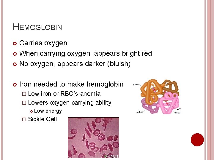 BLOOD Chapter 12 FUNCTIONS Transport Heat Distribution Fluid