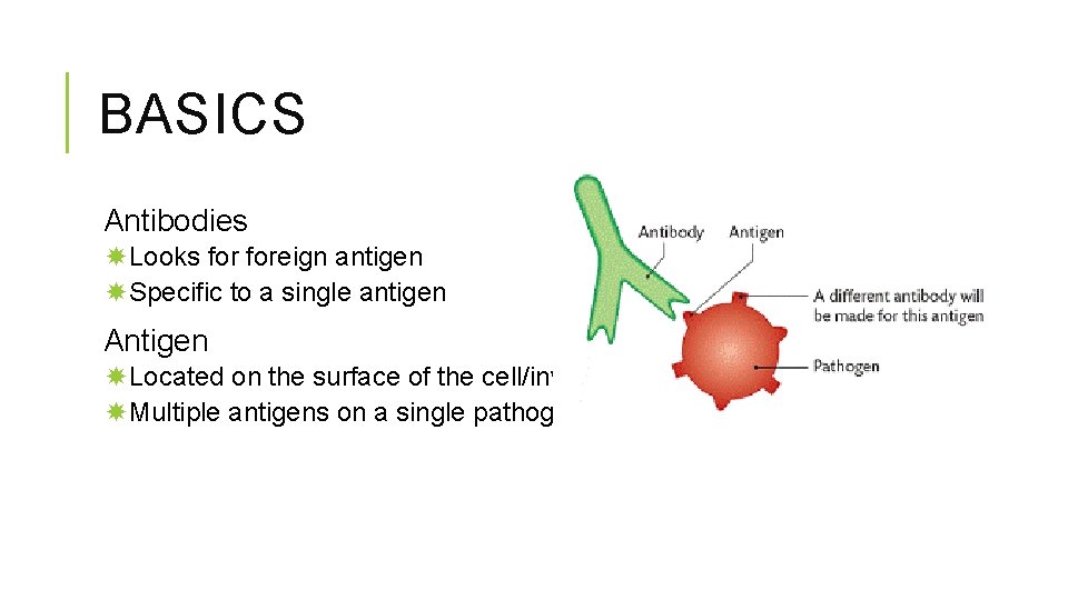 CHAPTER 43 Immune System LEUKOCYTES BASICS Antibodies Looks