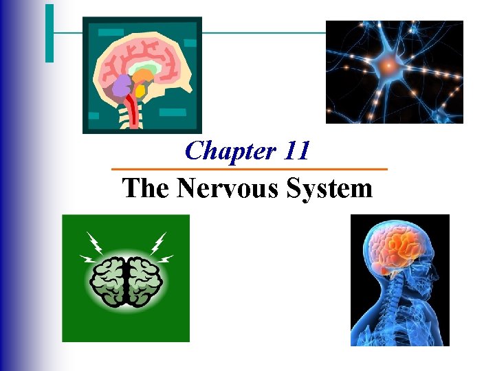 Chapter 11 The Nervous System FunctionsNervous System Pg