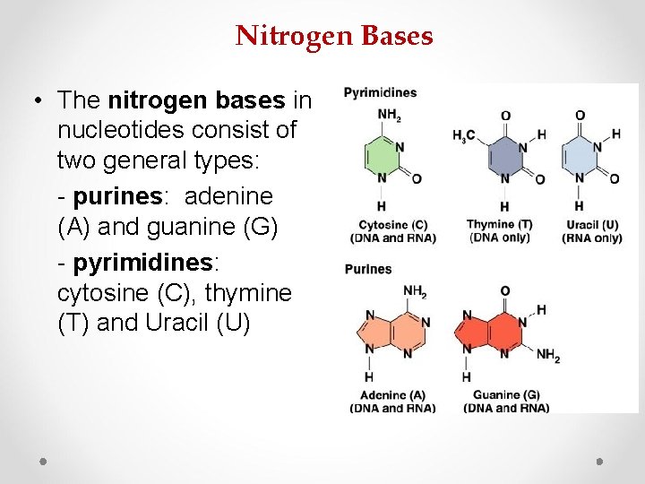 5 Nucleic acids Dr Ayat B AlGhafari Biochemistry