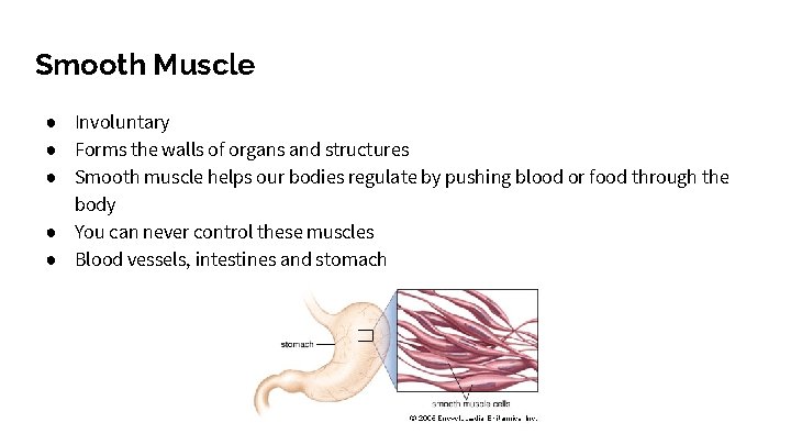 Types of Muscles and their Movement NCFE Sport