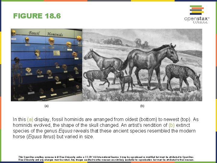 BIOLOGY Chapter 18 EVOLUTION AND THE ORIGIN OF
