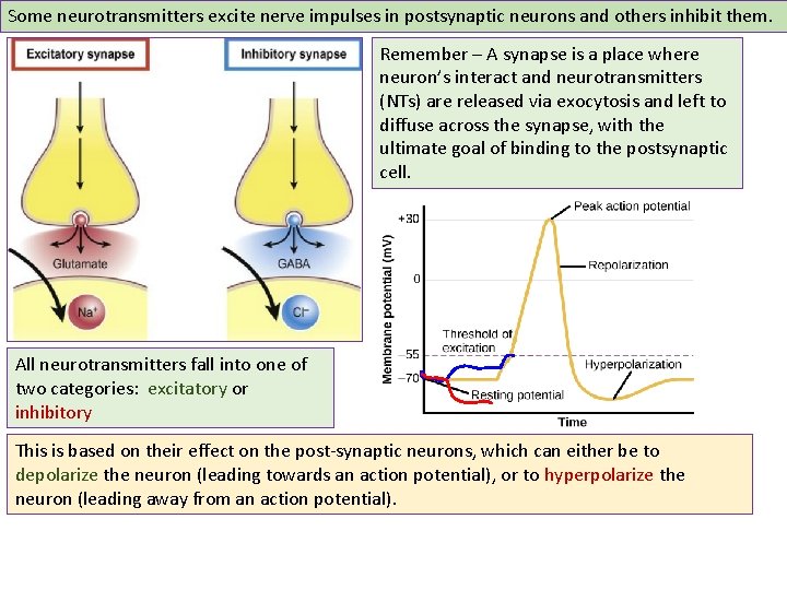 Topic A 5 Neuropharmacology Essential idea Communication between