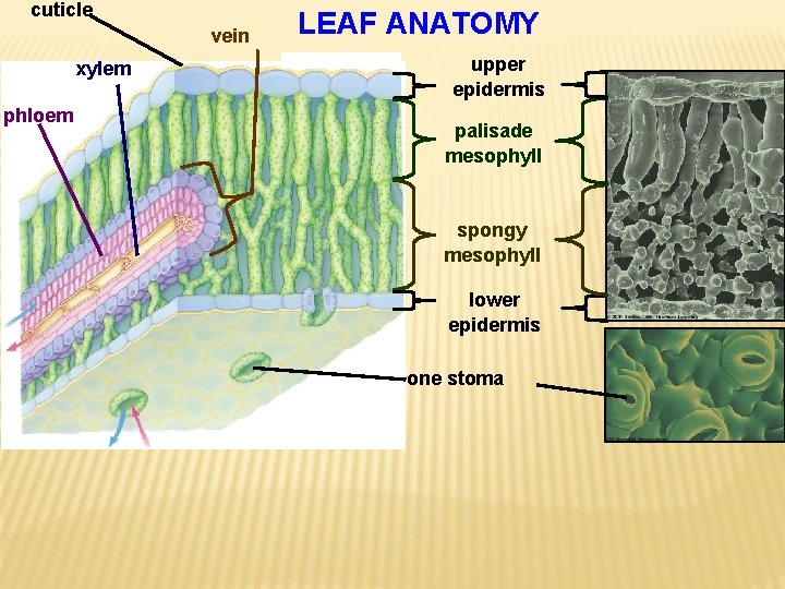 PLANT NUTRITION AND TRANSPORT ANATOMY OF A DICOTYLEDENOUS