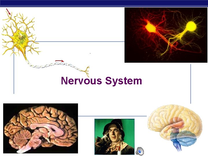 Nervous System AP Biology 2007 2008 Nervous system