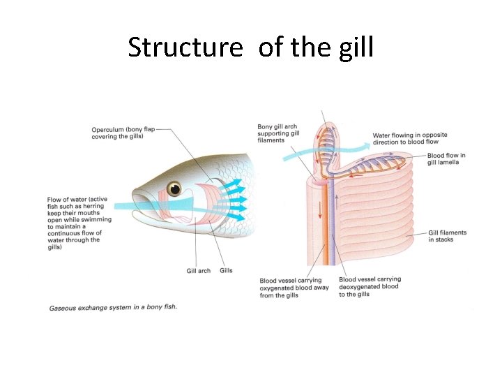 Recap Possible words Tracheae Diffuses Pizza All parts