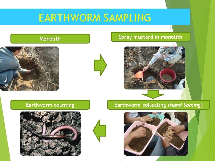 Longterm effect of soil tillage and erbicide application
