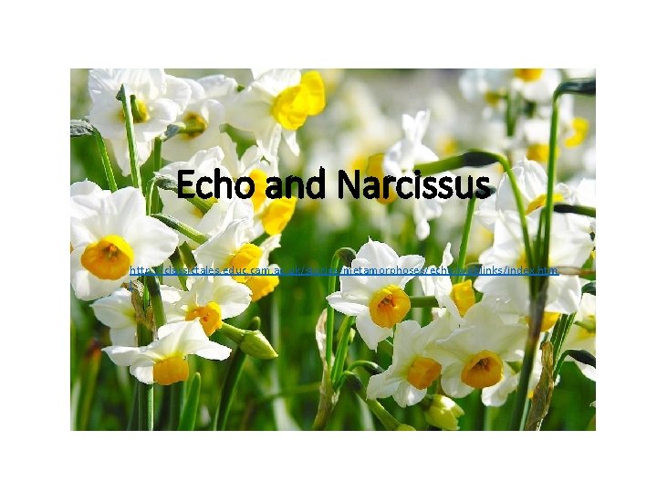 Echo and Narcissus http classictales educ cam ac
