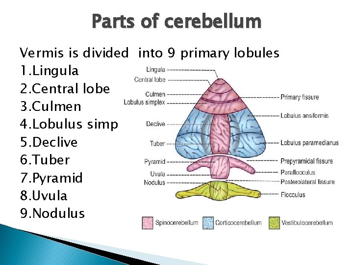 CEREBELLUM Dr DEEPA G S Associate Professor SKHMC