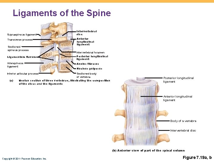 Power Point Lecture Slides prepared by Leslie Hendon