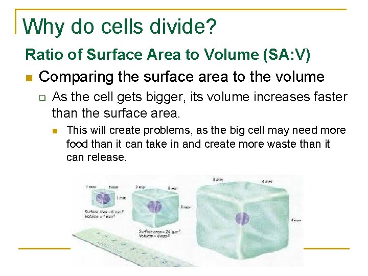 The Cell Cycle Stages of growth and division