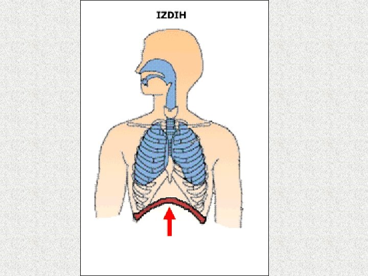 DIHALA Izdelala ZGRADBA DIHAL PLJUA Leijo v prsni
