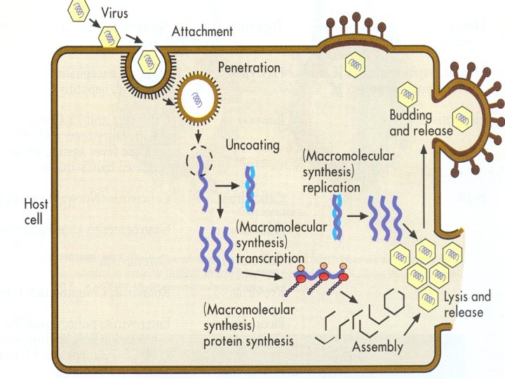 VIRUS BACTERIOPHAGE PRION VIROID VIRAL CHARACTERISTICS AND REPLICATION