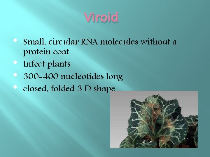 VIRUS BACTERIOPHAGE PRION VIROID VIRAL CHARACTERISTICS AND REPLICATION