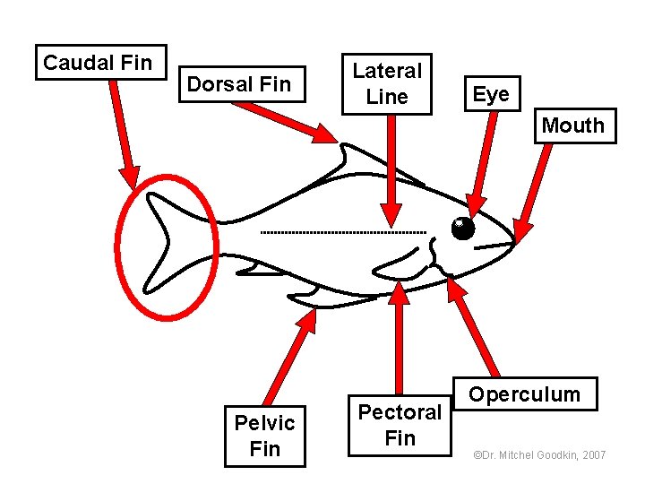 Dr Mitchel Goodkin 2007 Draw and label the