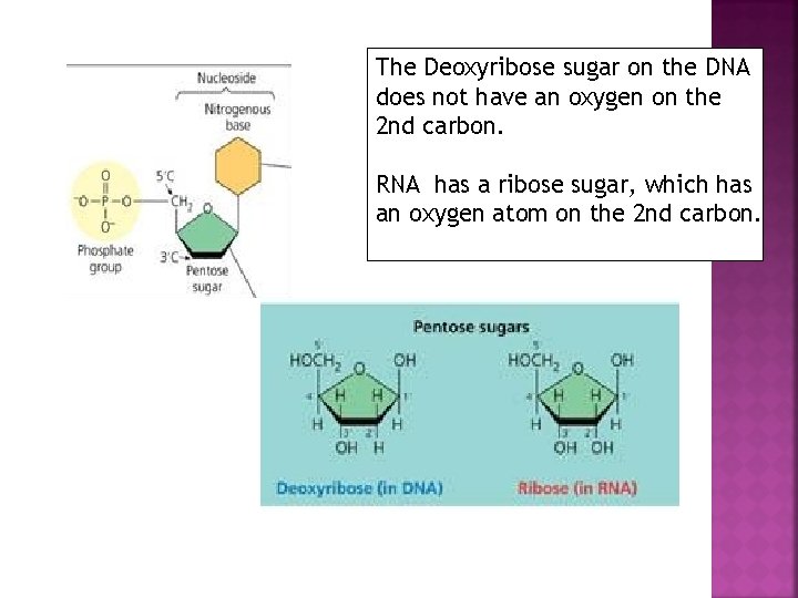 DNA and cell cycle Video Cell Structure Genetics