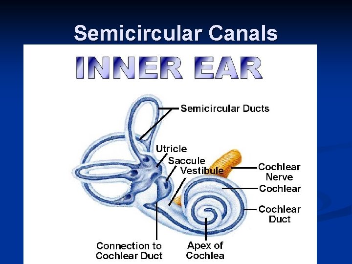 The Ear Functions of the Ear 1 2