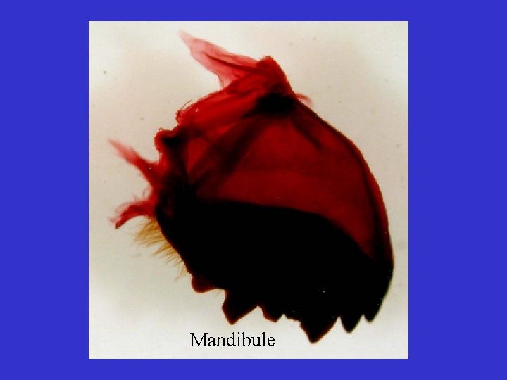 LES PICES BUCCALES DES INSECTES ET LEURS FONCTIONS