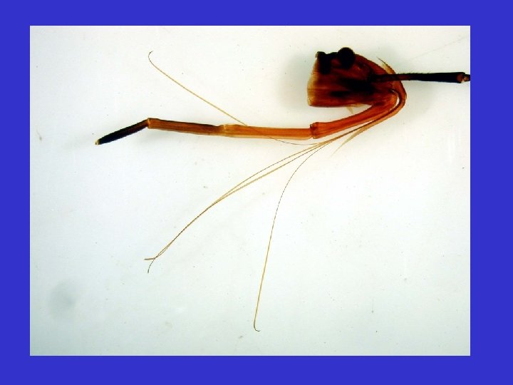 LES PICES BUCCALES DES INSECTES ET LEURS FONCTIONS