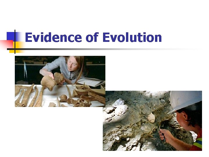 Evidence of Evolution I The Fossil Record fossils