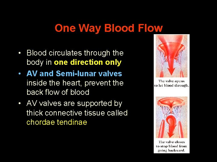 Circulatory System and The Heart Biology 20 The