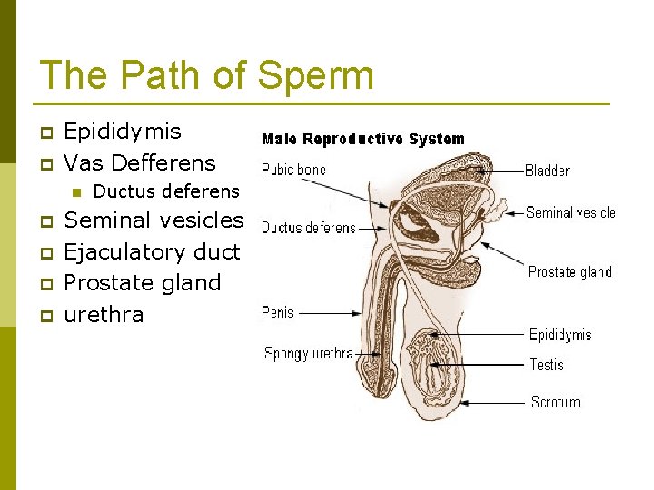 Male Reproductive and Urinary System Unit 6 Production
