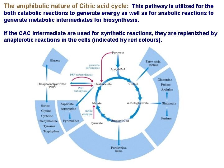 Citric Acid cycle or Tricarboxylic Acid cycle or
