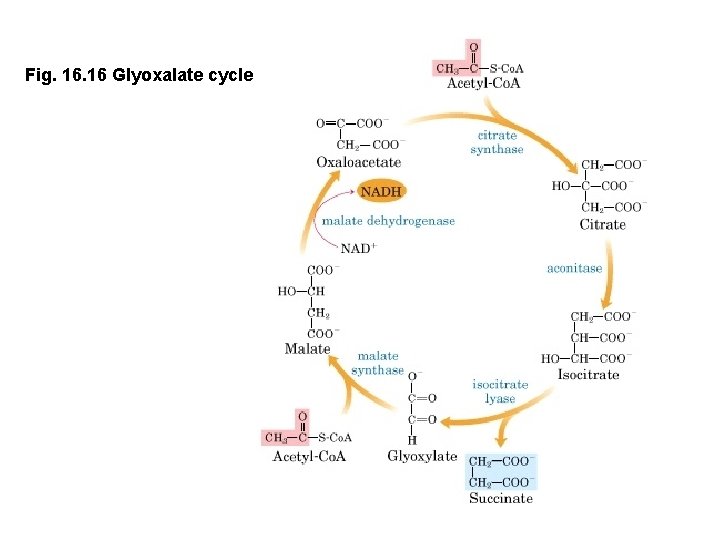 Citric Acid cycle or Tricarboxylic Acid cycle or