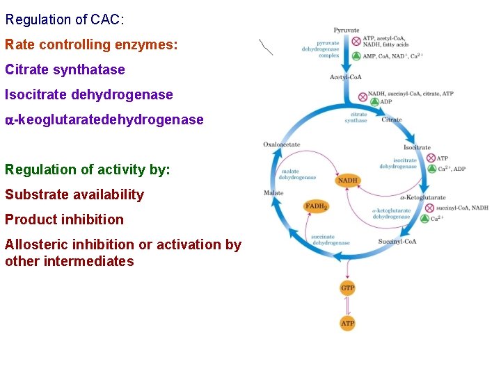 Citric Acid cycle or Tricarboxylic Acid cycle or